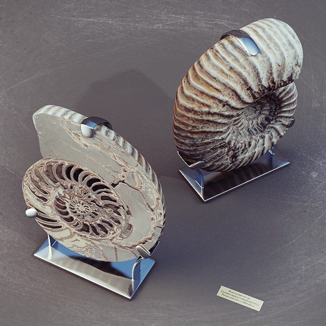 Ammonoidea 3d Max
