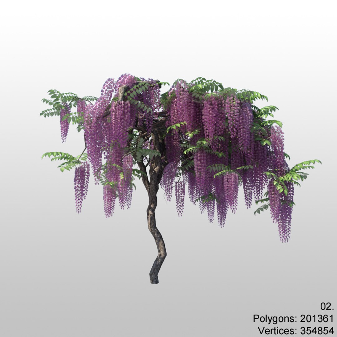 Wisteria Trees Max