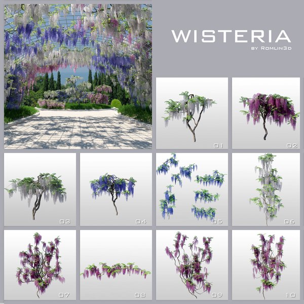 wisteria wysteria plant 3d model