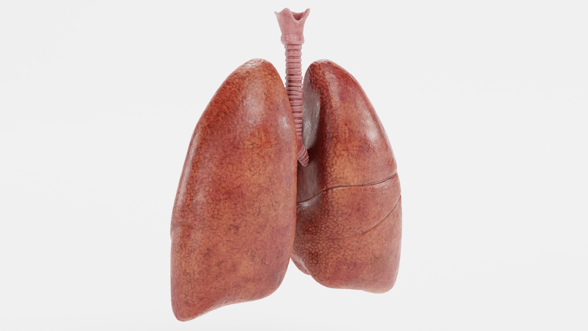 3D Lungs Set - TurboSquid 2195968