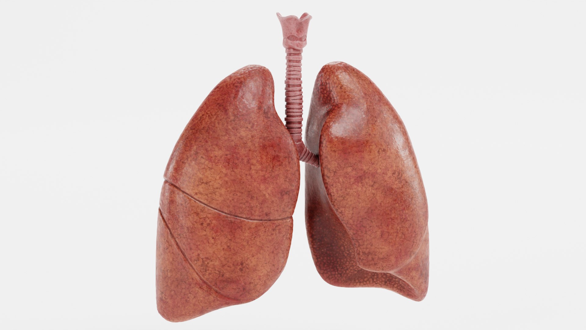 3D Lungs Set - TurboSquid 2195968