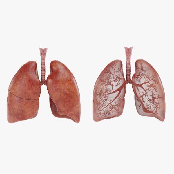 Respiratory System 3D Models for Download | TurboSquid