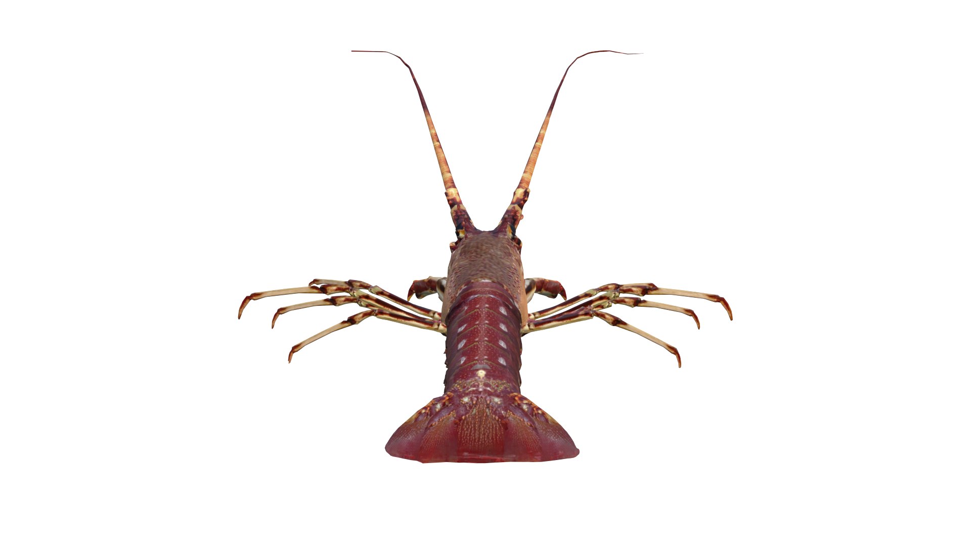 Lobster Animal 3D Model 3D Model - TurboSquid 2311937