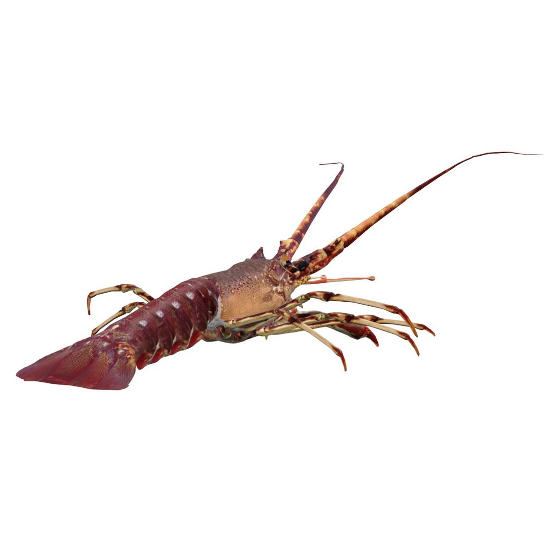 Lobster Animal 3D Model 3D Model - TurboSquid 2311937