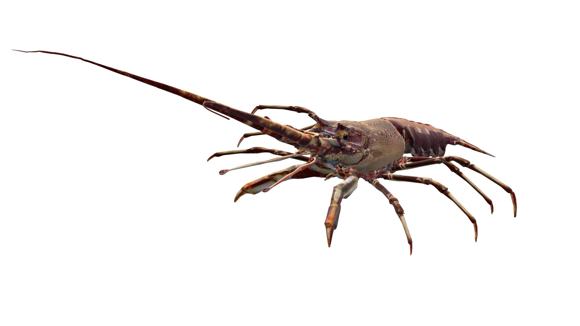 Lobster Animal 3D Model 3D Model - TurboSquid 2311937