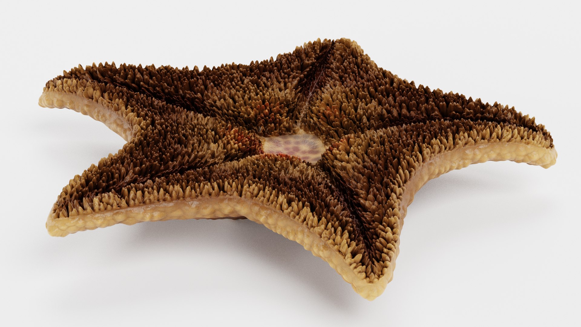 3D Bat Starfish Rigged - TurboSquid 1703792