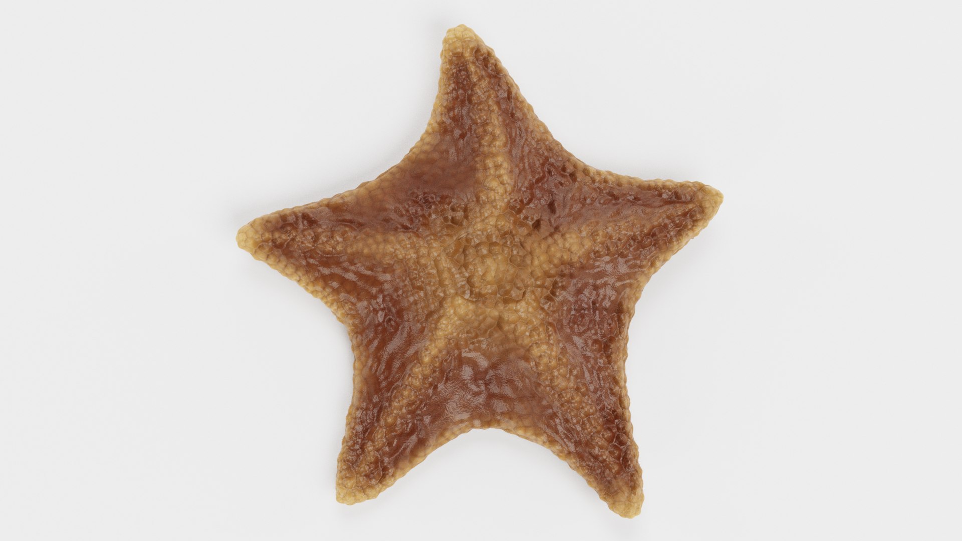 3D Bat Starfish Rigged - TurboSquid 1703792