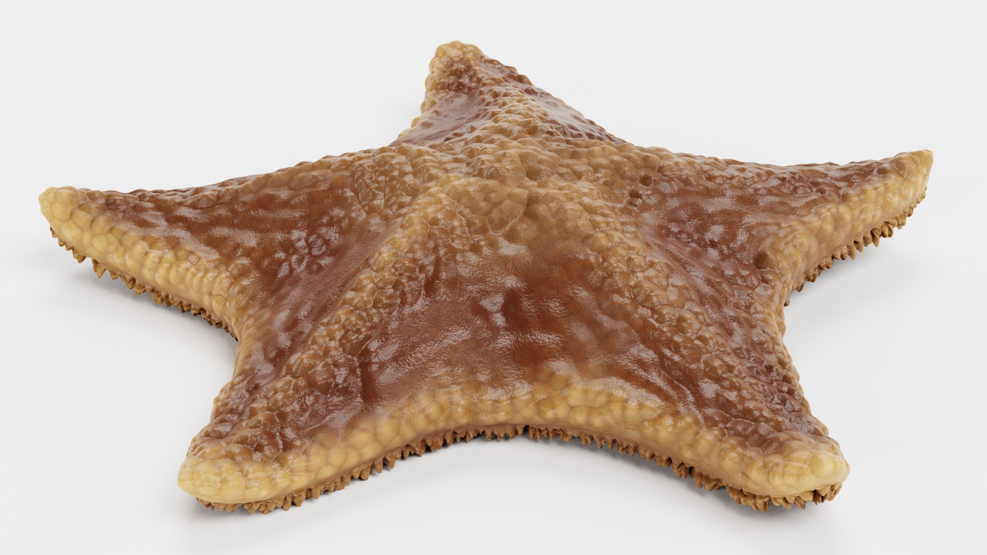 3D Bat Starfish Rigged - TurboSquid 1703792