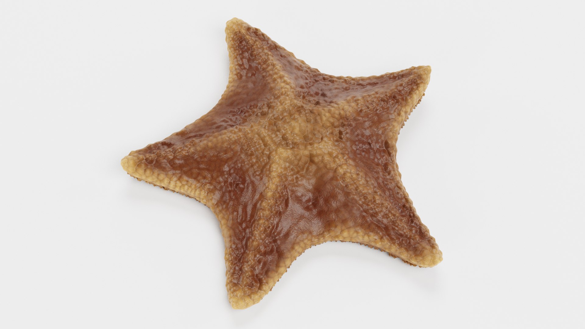 3D Bat Starfish Rigged - TurboSquid 1703792