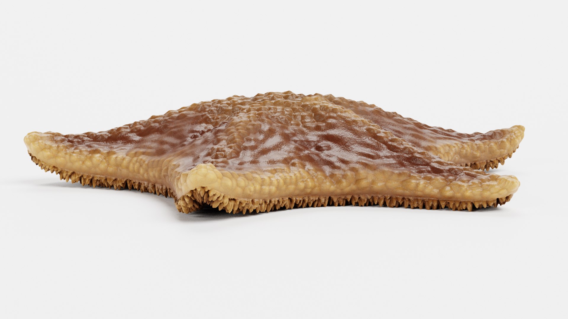 3D Bat Starfish Rigged - TurboSquid 1703792