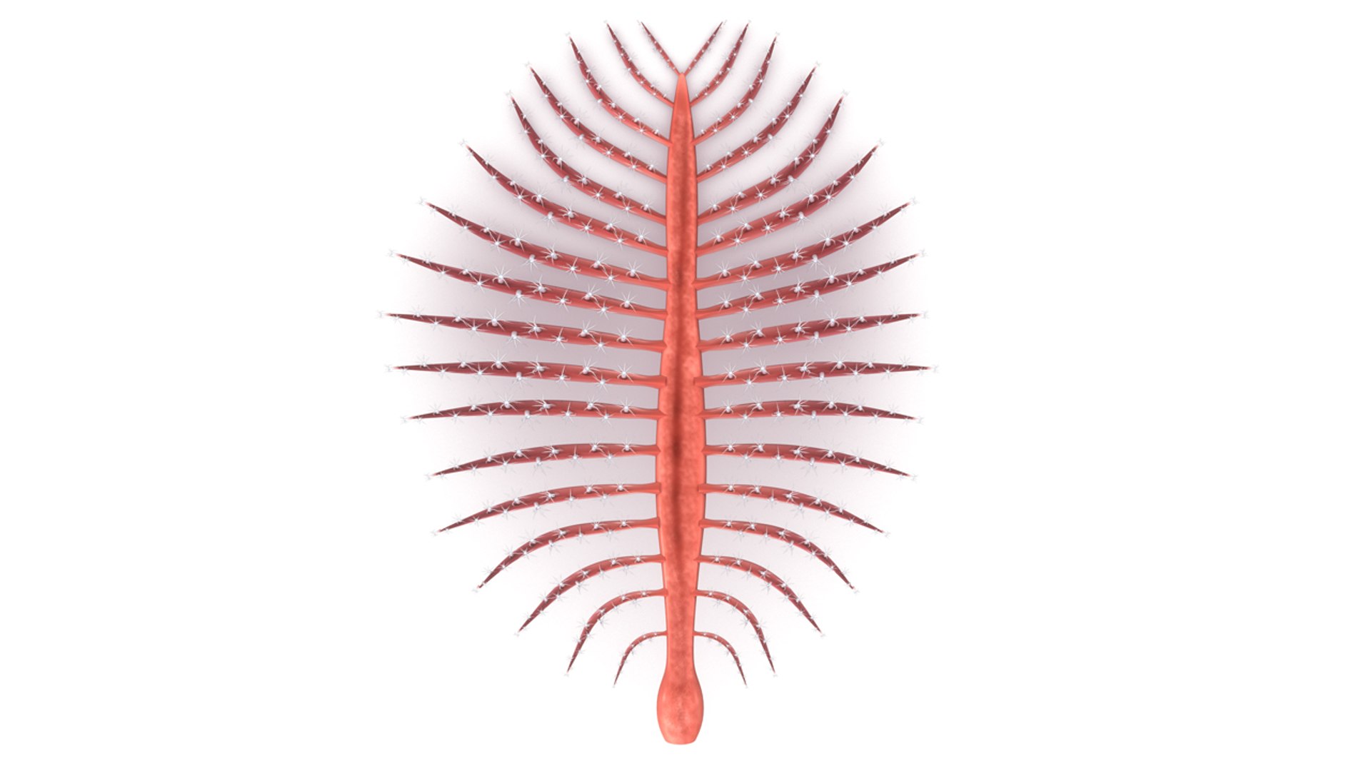 3d Model Of Pennatula