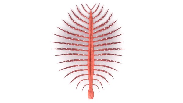 3d model of pennatula