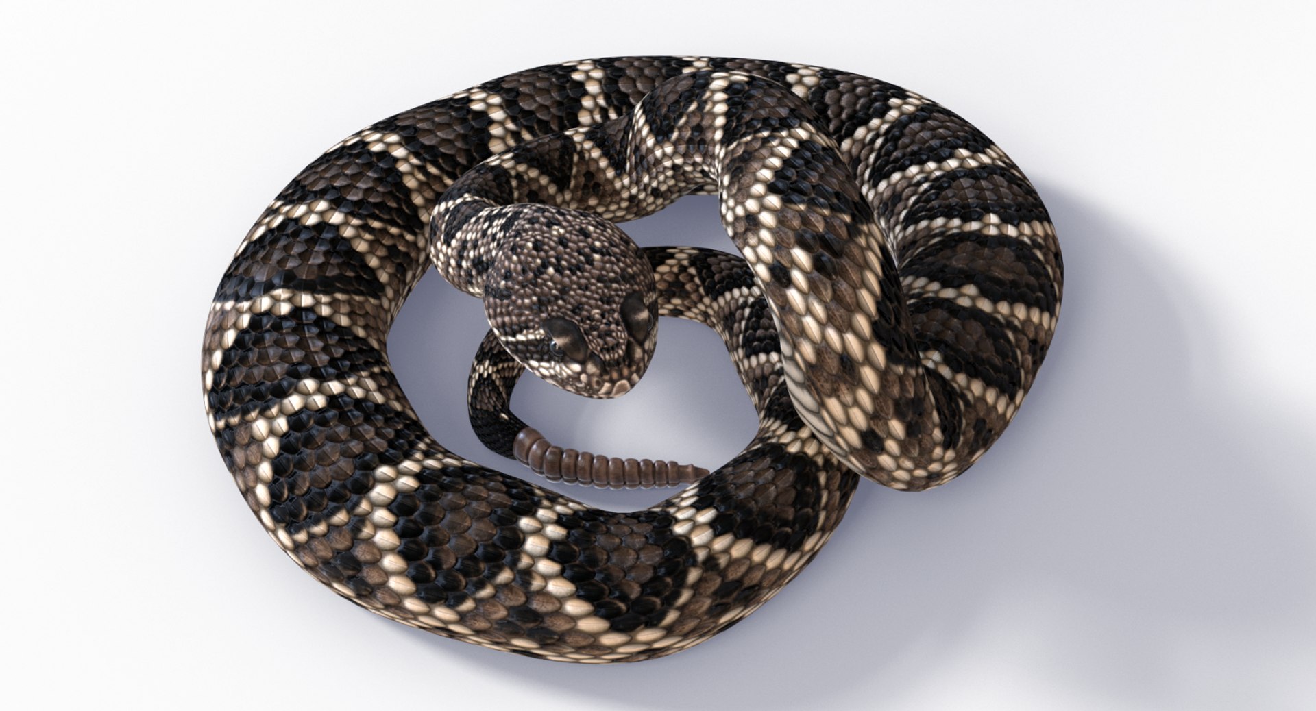 3D eastern diamondback rattlesnake animation model - TurboSquid 1392831