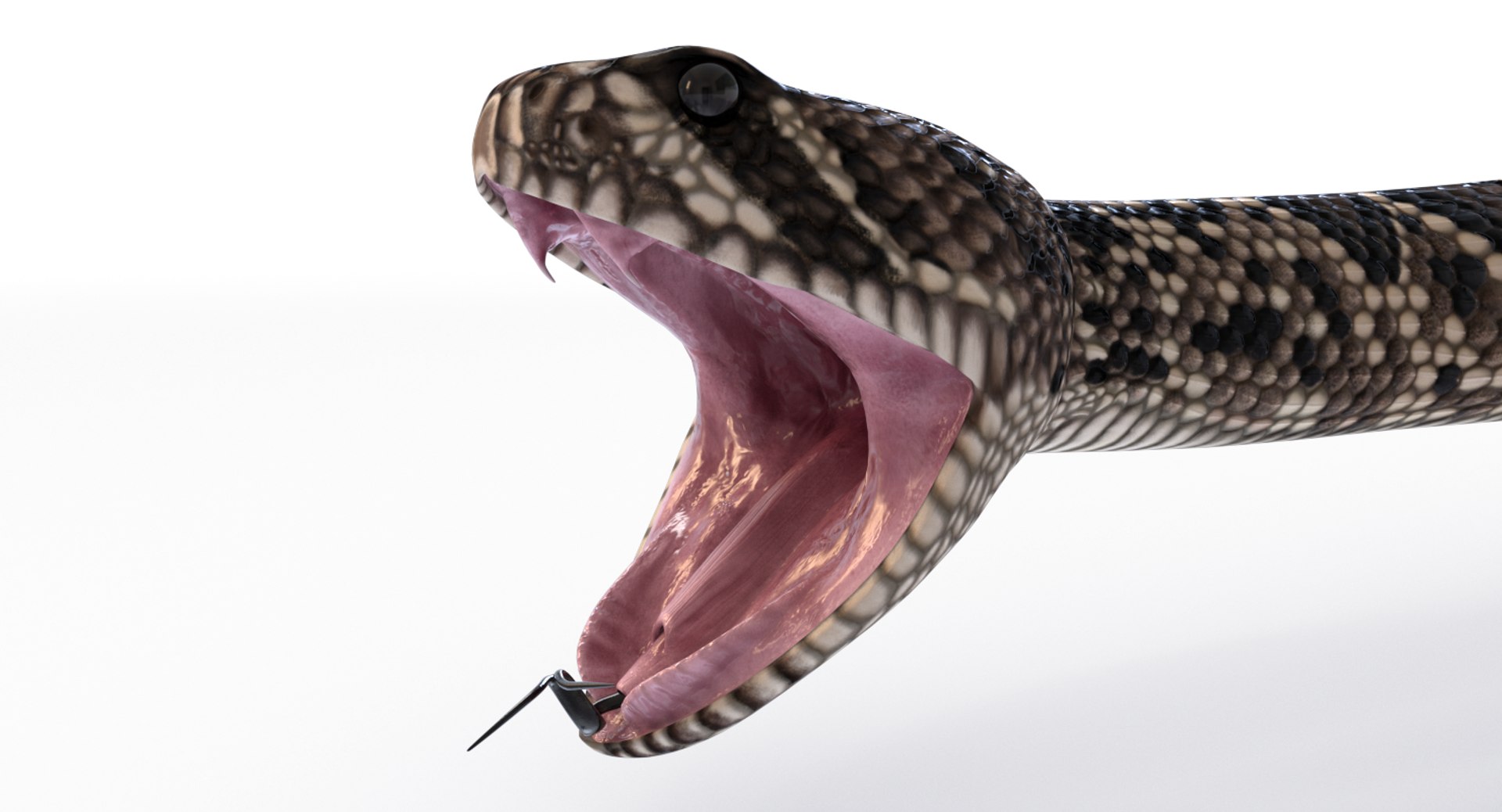 3D eastern diamondback rattlesnake animation model - TurboSquid 1392831