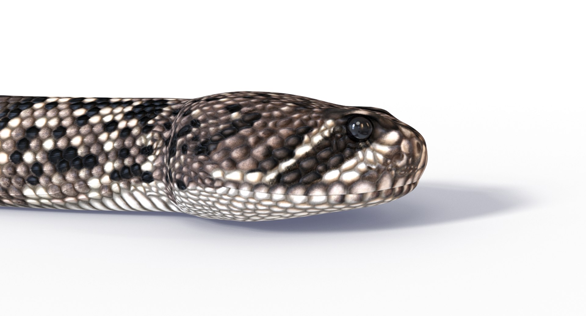3D eastern diamondback rattlesnake animation model - TurboSquid 1392831