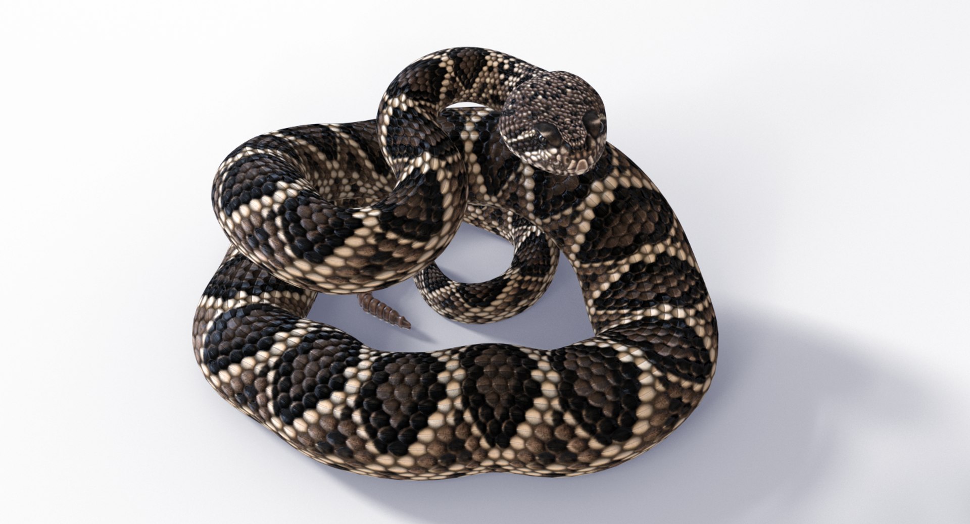 3D eastern diamondback rattlesnake animation model - TurboSquid 1392831