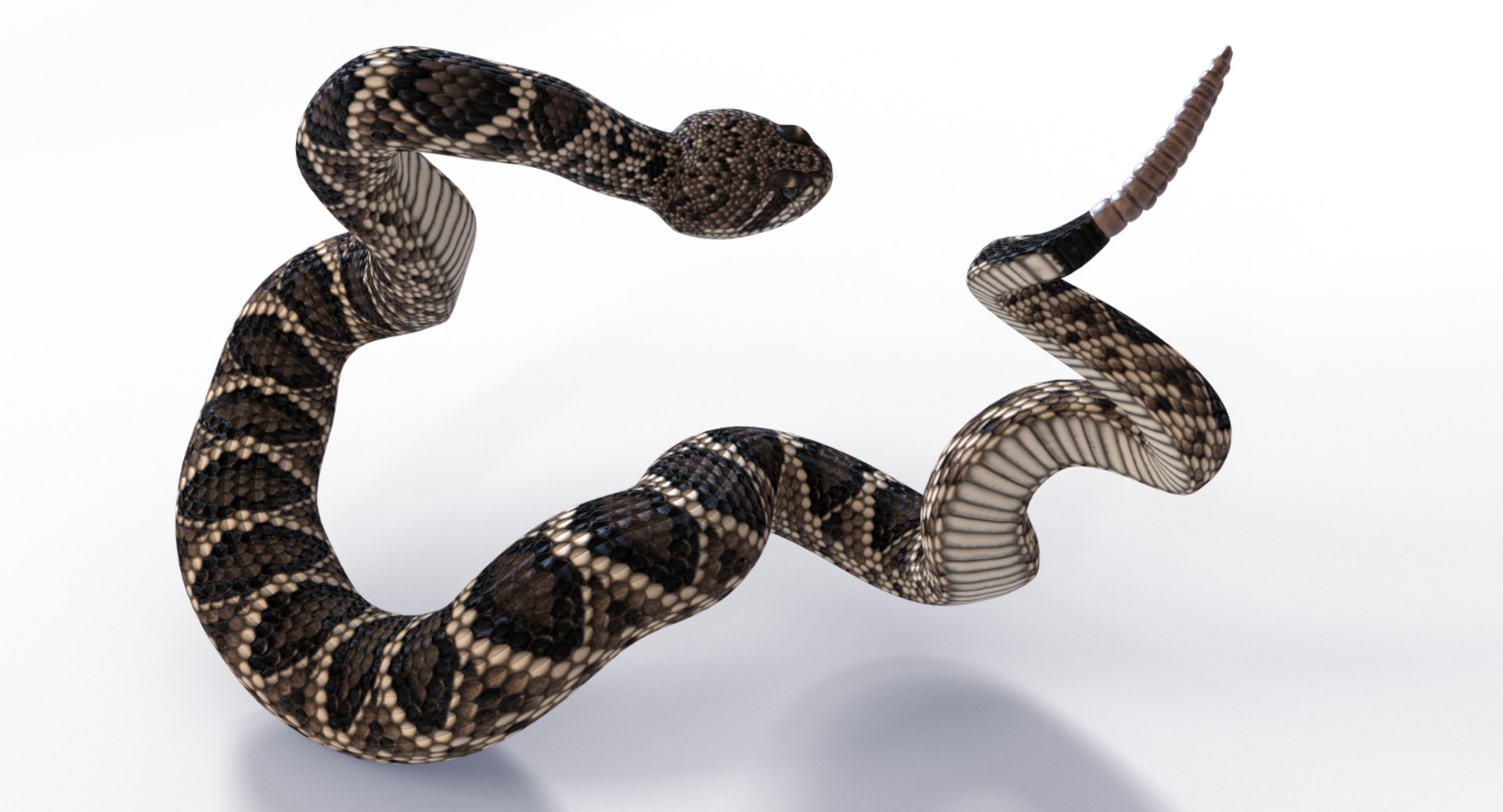 3D eastern diamondback rattlesnake animation model - TurboSquid 1392831