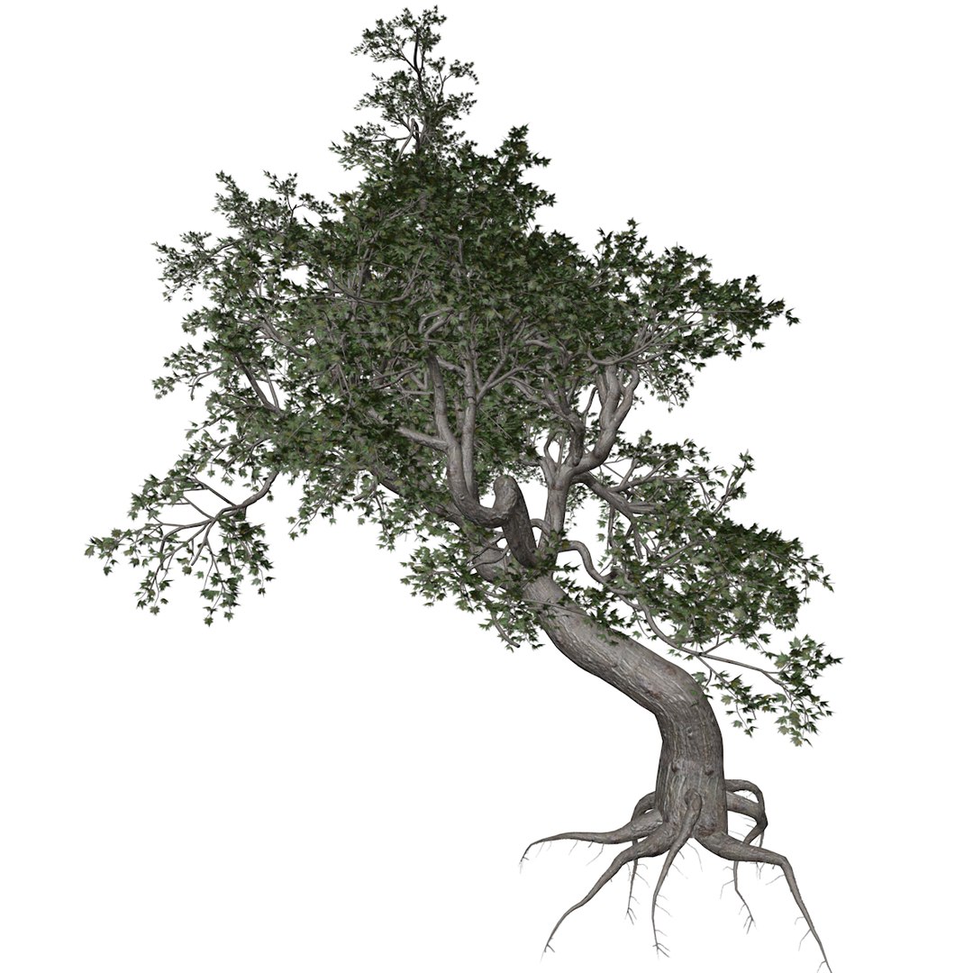 3D Japanese Maple Tree Collection Model - TurboSquid 2379000