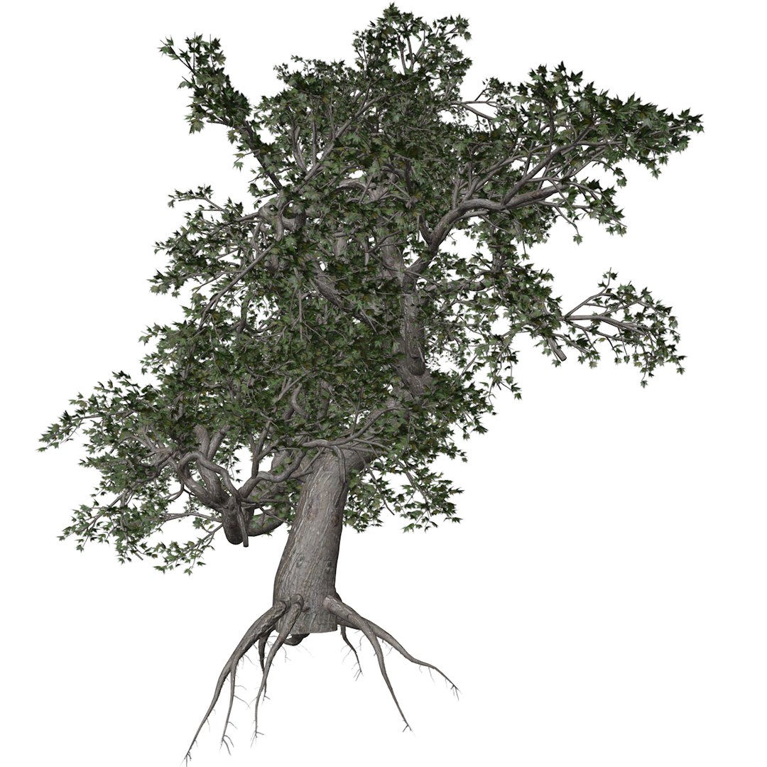 3D Japanese Maple Tree Collection Model - TurboSquid 2379000