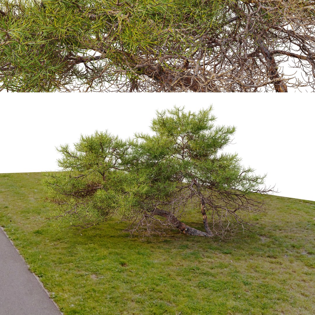 3D Japanese Red Pine Model - TurboSquid 2043004