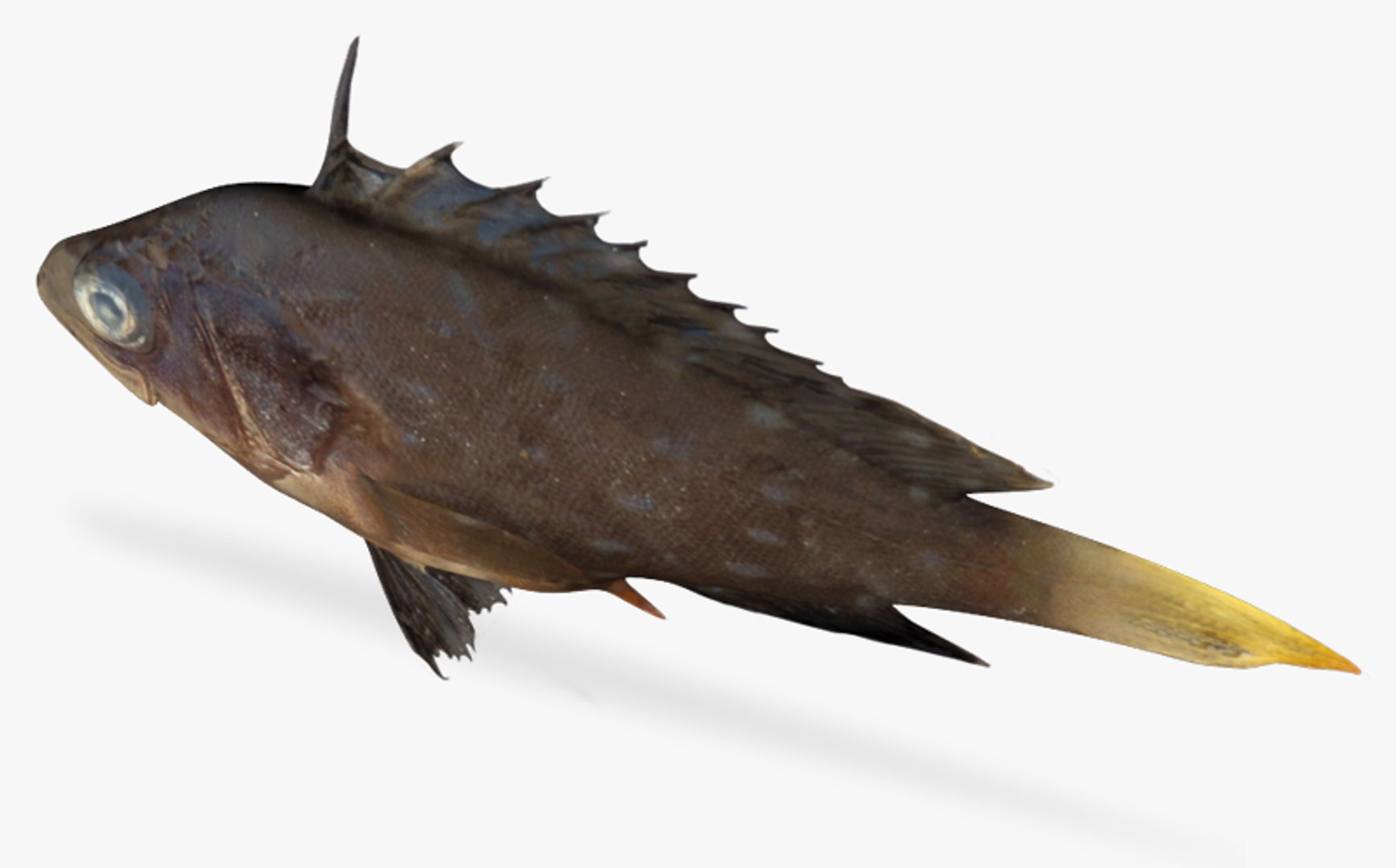 Star Studded Grouper Fbx