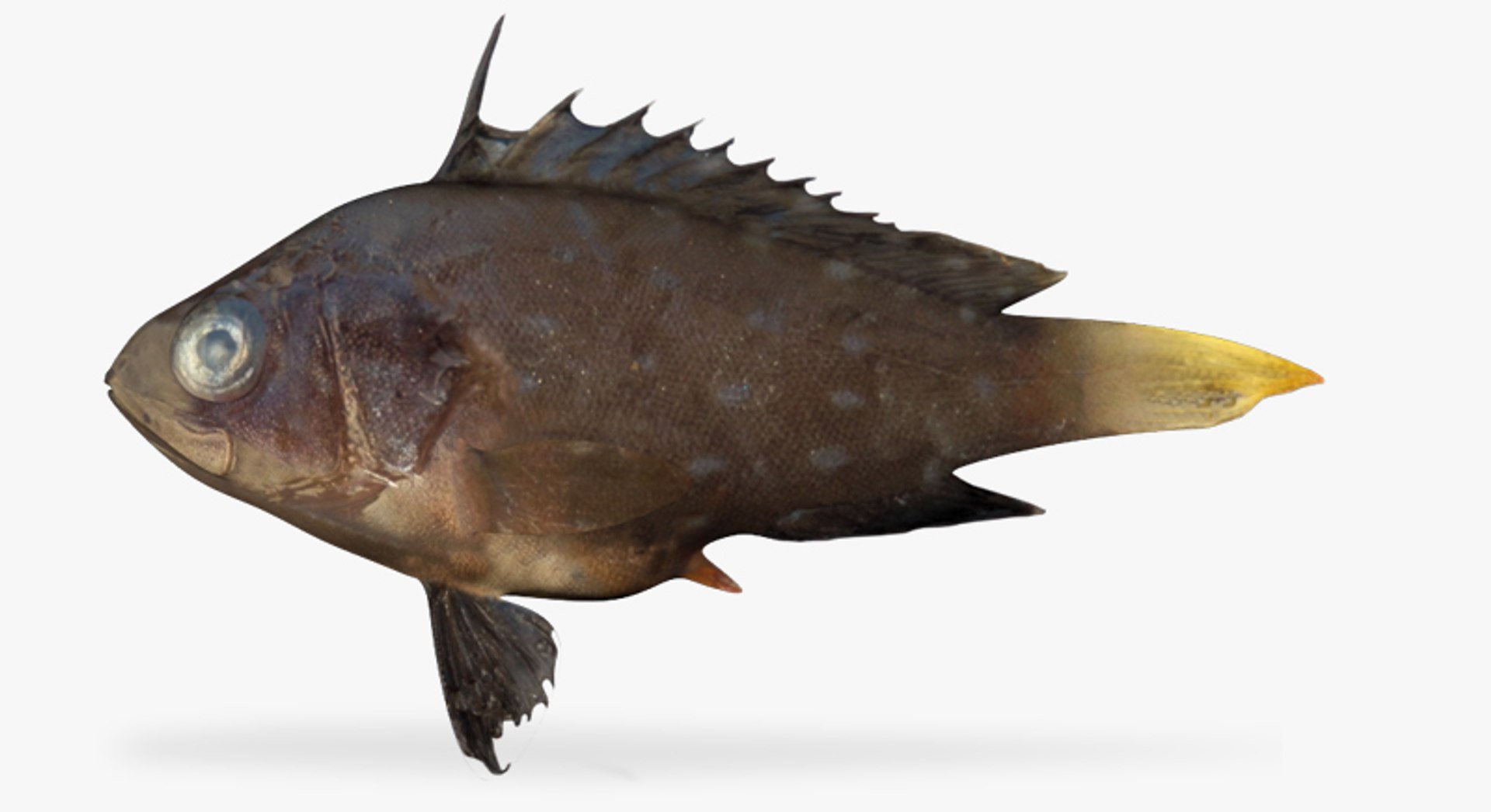 Star Studded Grouper Fbx