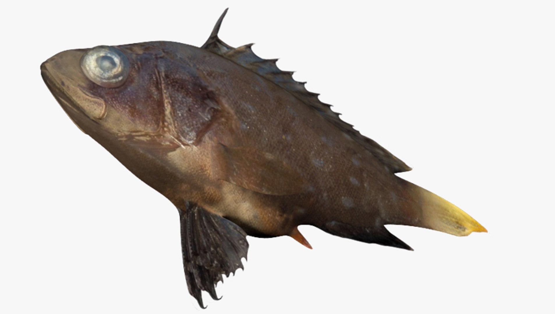 Star Studded Grouper Fbx