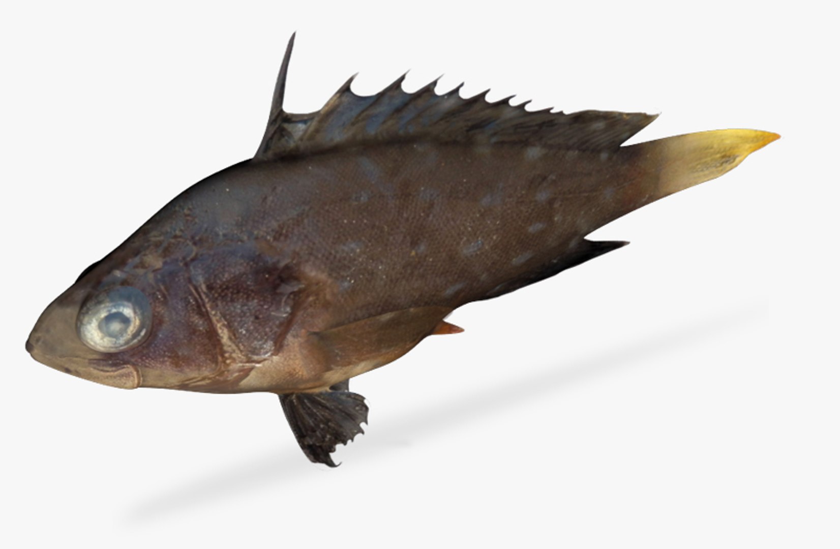 Star Studded Grouper Fbx