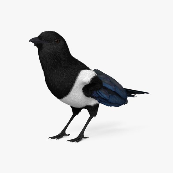 modelo 3d Eurasian Magpie HD - TurboSquid 2012071