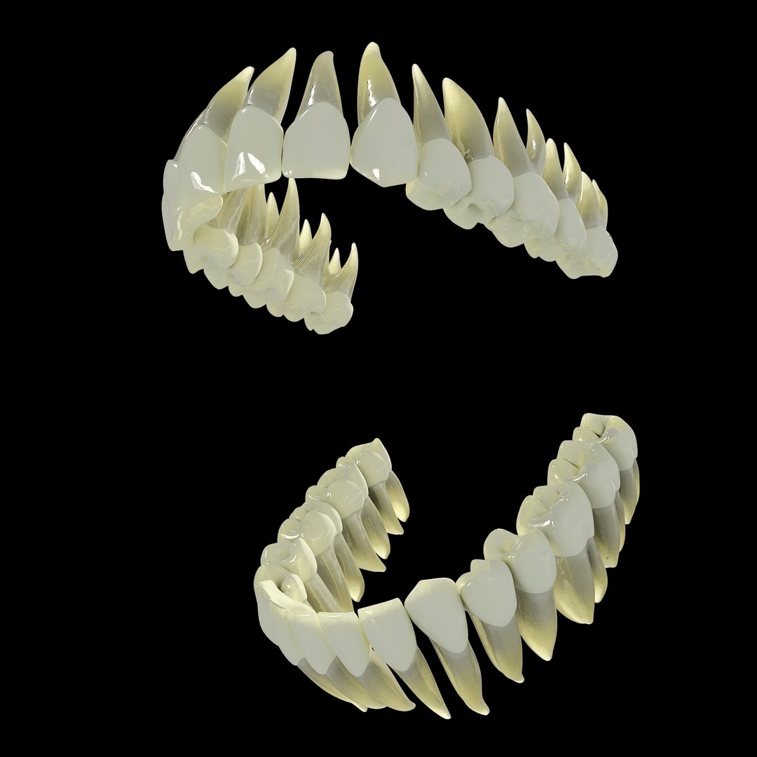 3ds Max Human Teeth