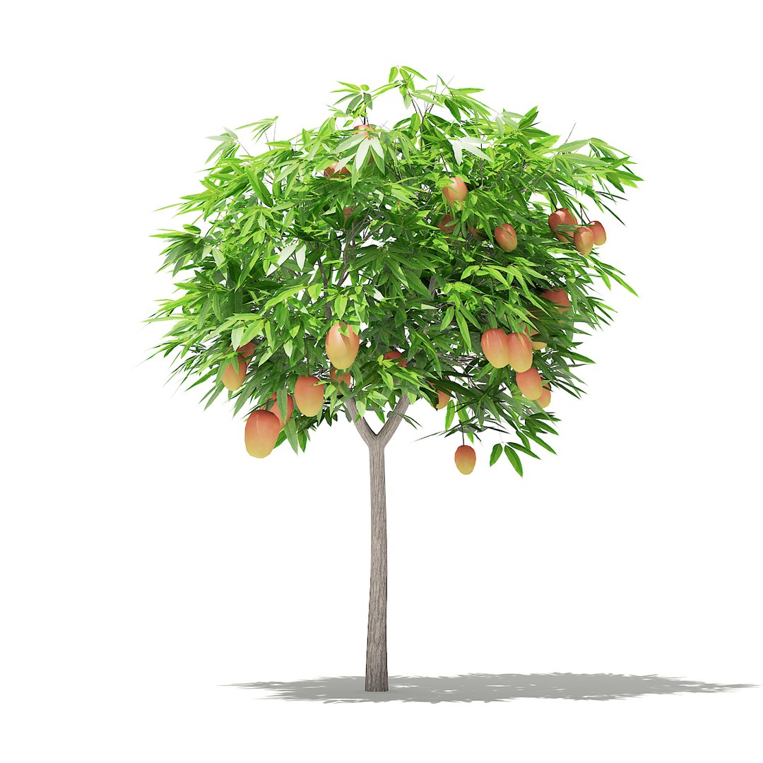 3D Mango Tree Fruits 1 - TurboSquid 1306249