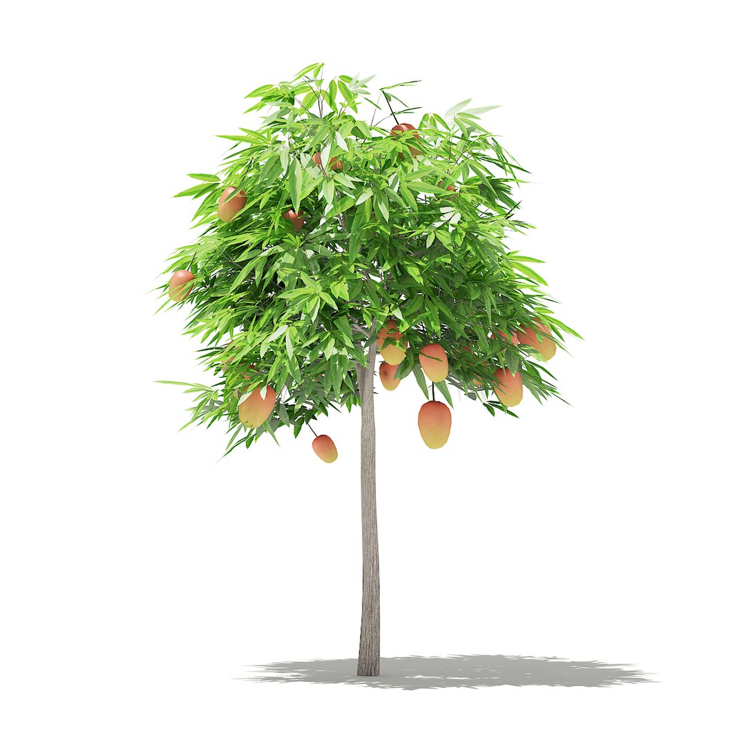3D Mango Tree Fruits 1 - TurboSquid 1306249