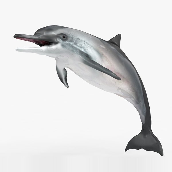 Dolphin 3D Models for Download | TurboSquid