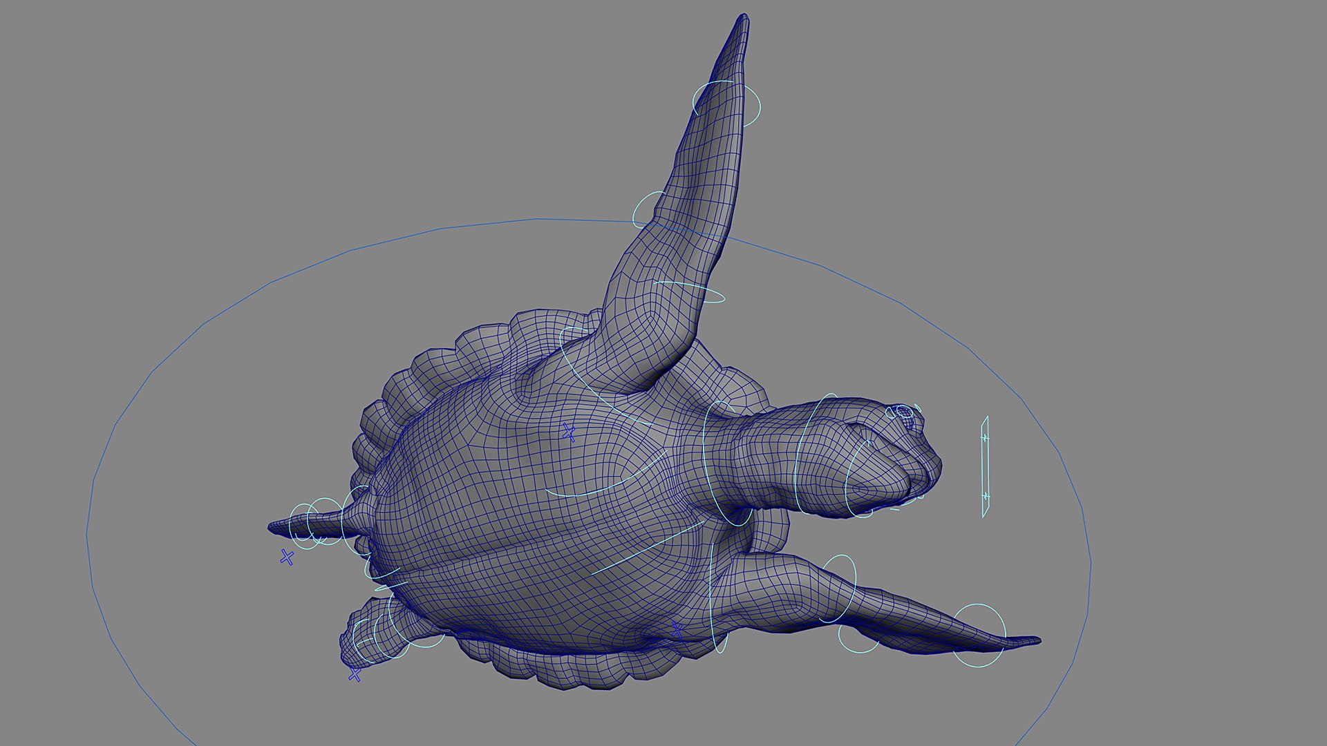 Sea Green Turtle 3D Model - TurboSquid 2060844
