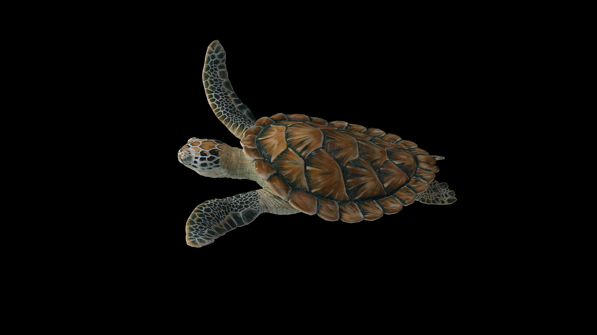 Sea Green Turtle 3D Model - TurboSquid 2060844