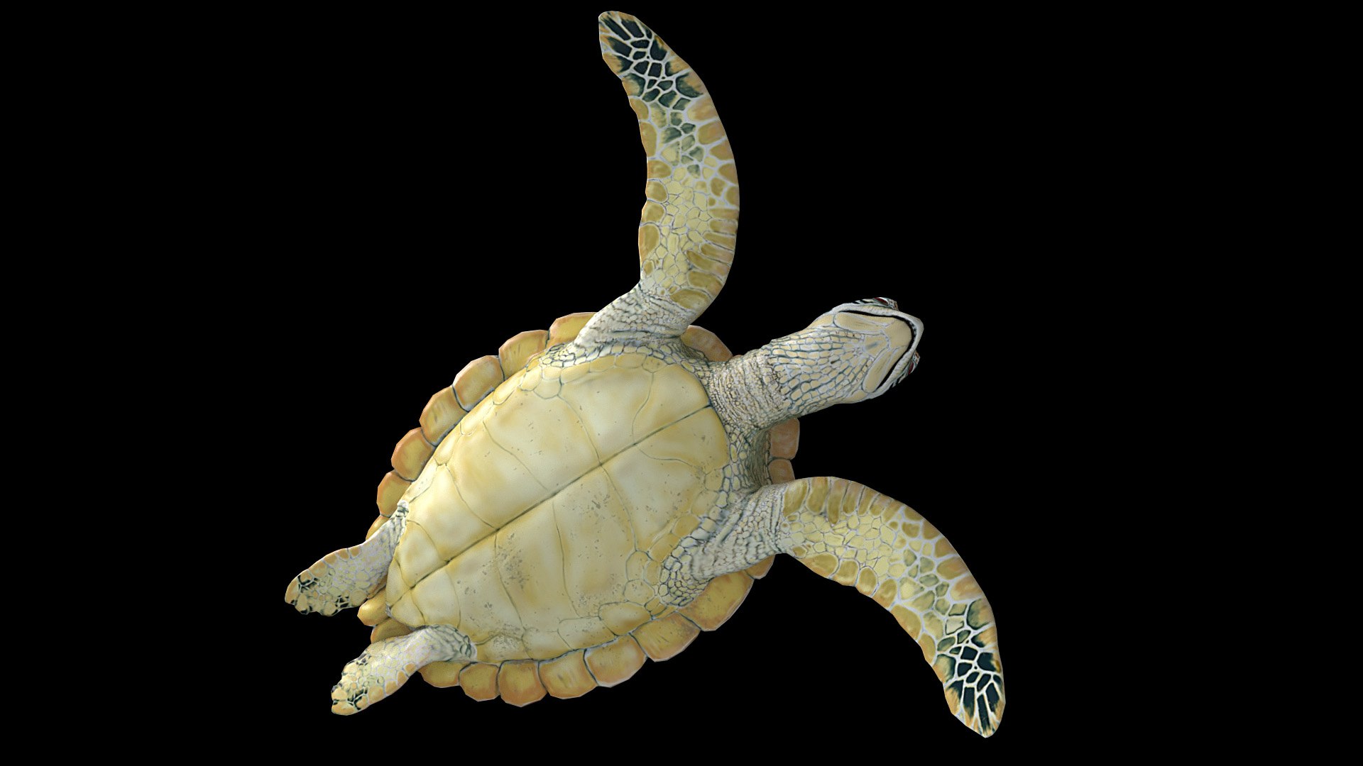 Sea Green Turtle 3D Model - TurboSquid 2060844