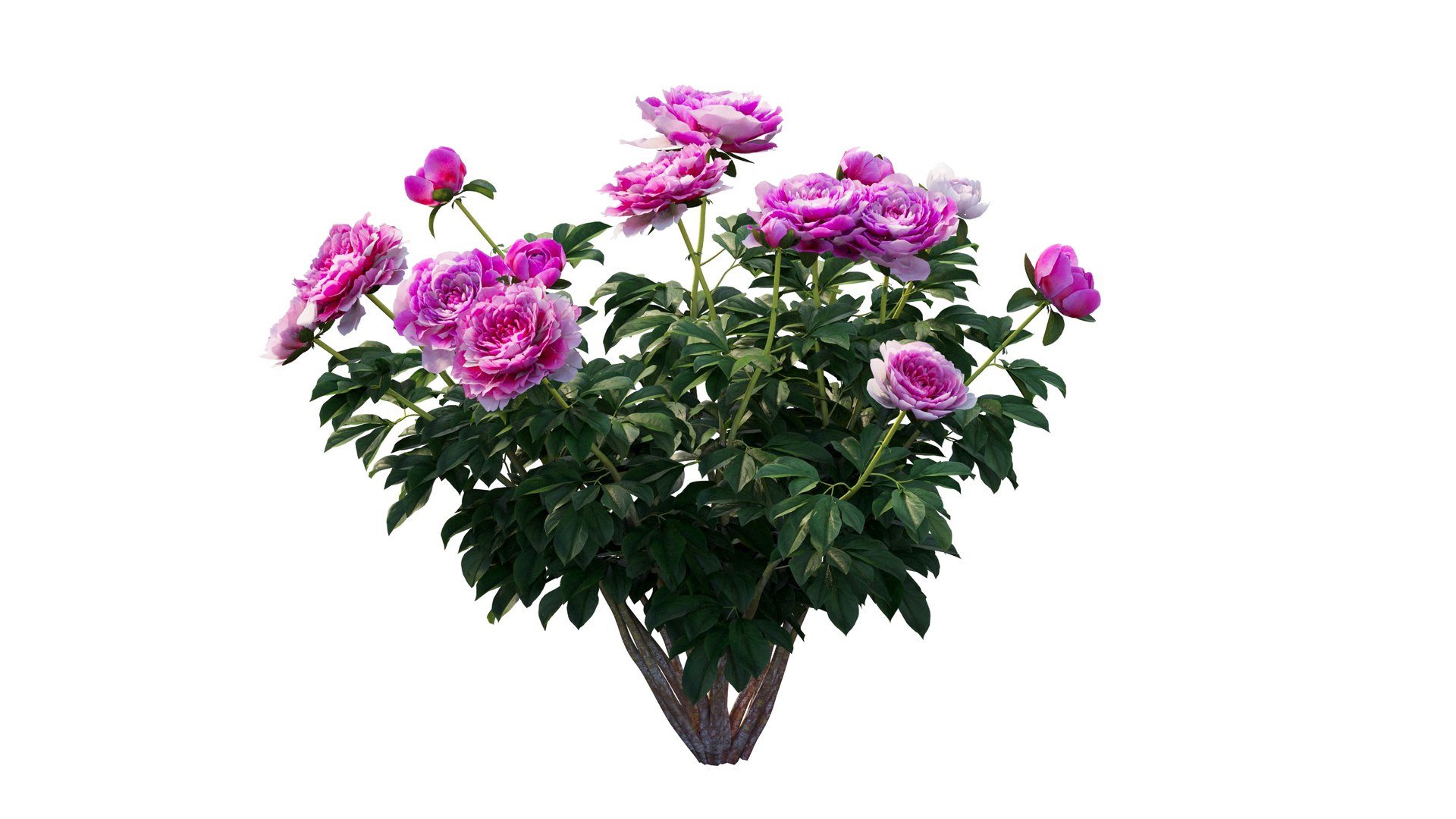 Peony Plant Set 03 3D Model - TurboSquid 1582086