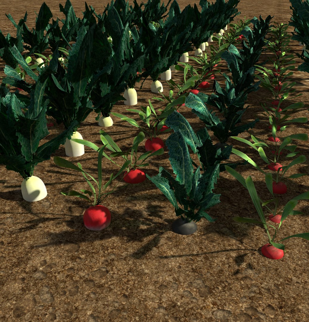 3D Pack Radish Crops Plant - TurboSquid 1493815