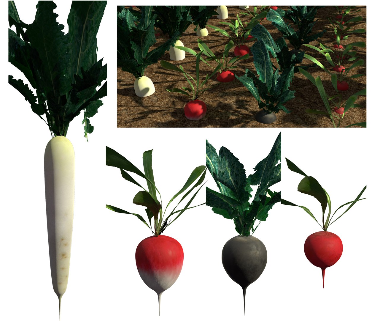 3D Pack Radish Crops Plant - TurboSquid 1493815