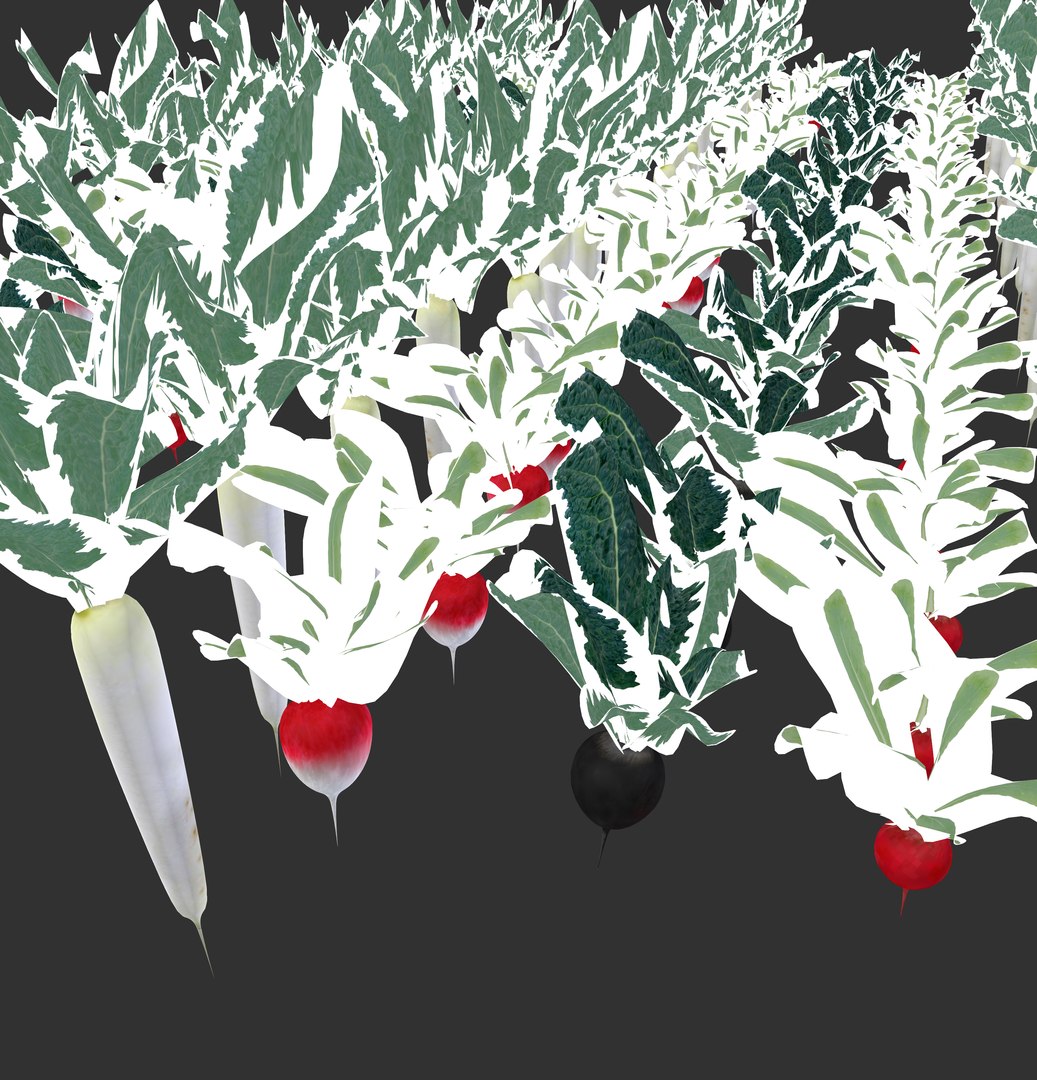 3D Pack Radish Crops Plant - TurboSquid 1493815