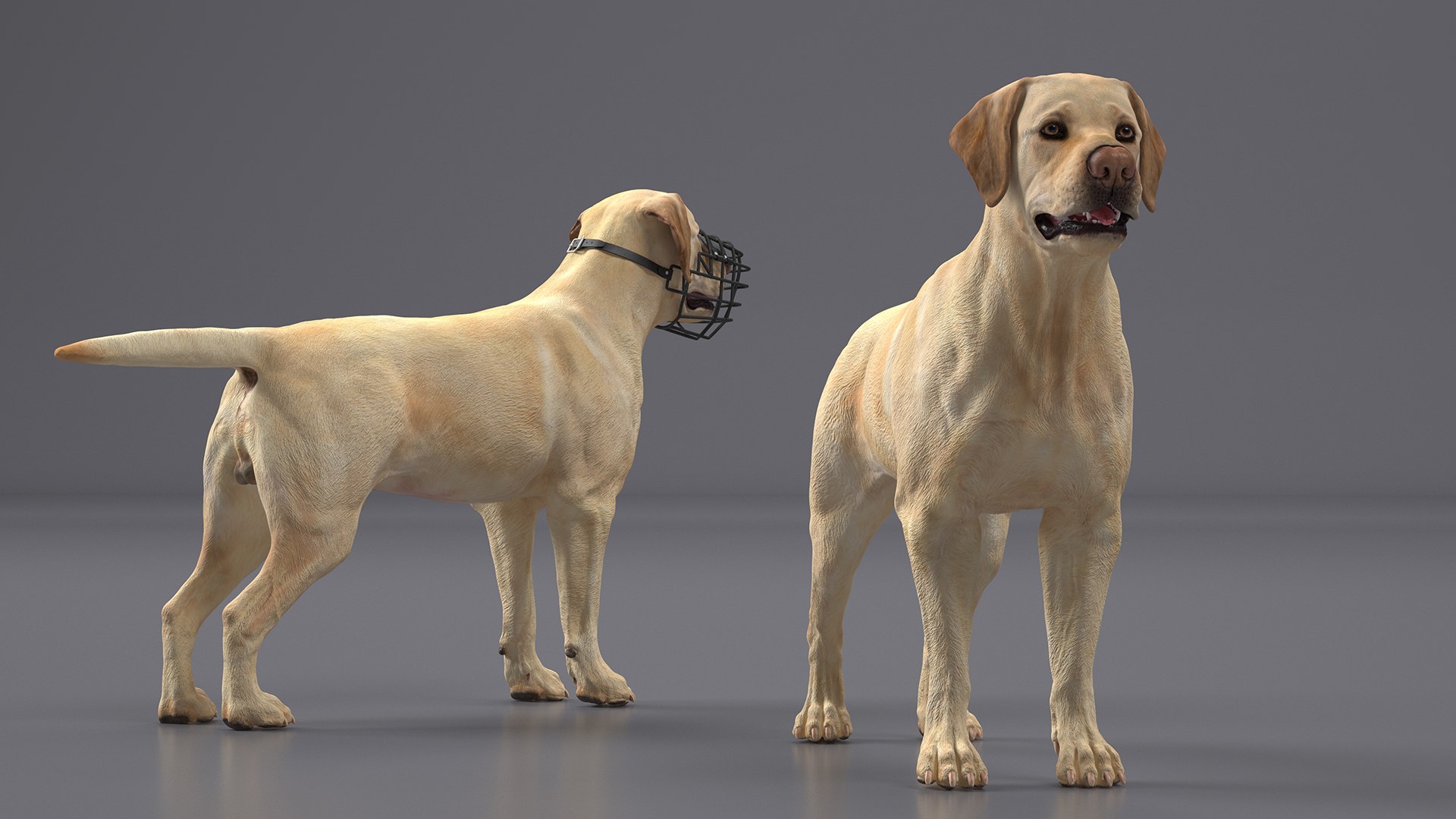 Labrador Dog White With Muzzle 3D Model - TurboSquid 2284117