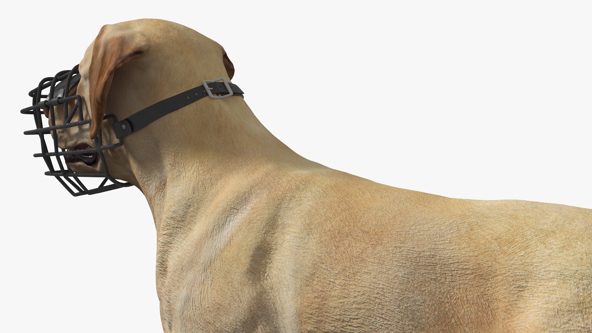 Labrador Dog White With Muzzle 3D Model - TurboSquid 2284117