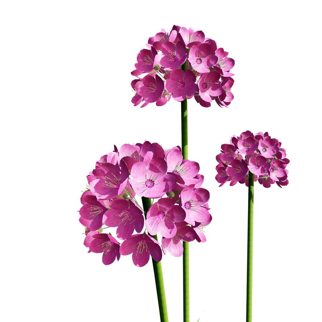 3D Model White Thrift Flowers 3d Pack - TurboSquid 2179196