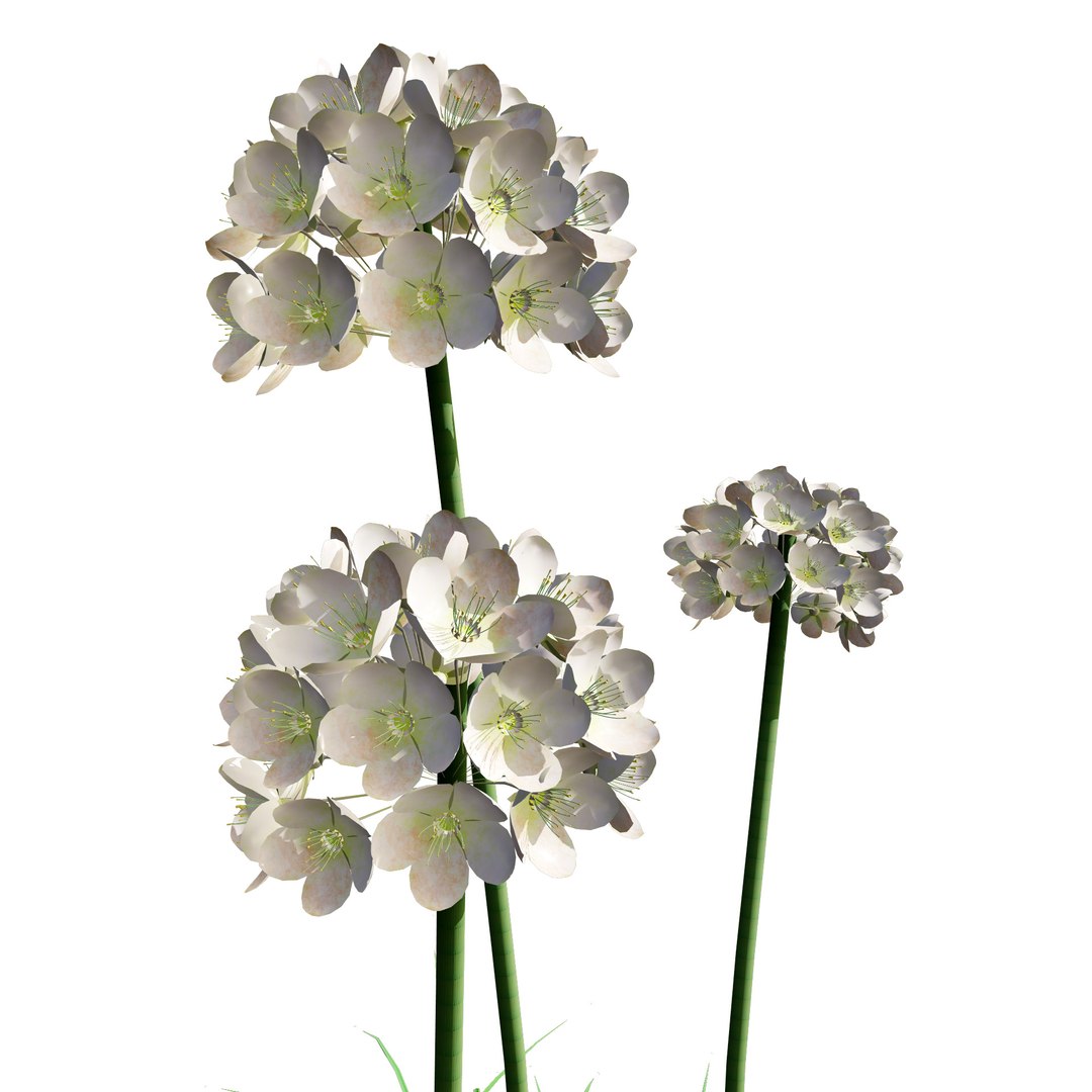 3D Model White Thrift Flowers 3d Pack - TurboSquid 2179196