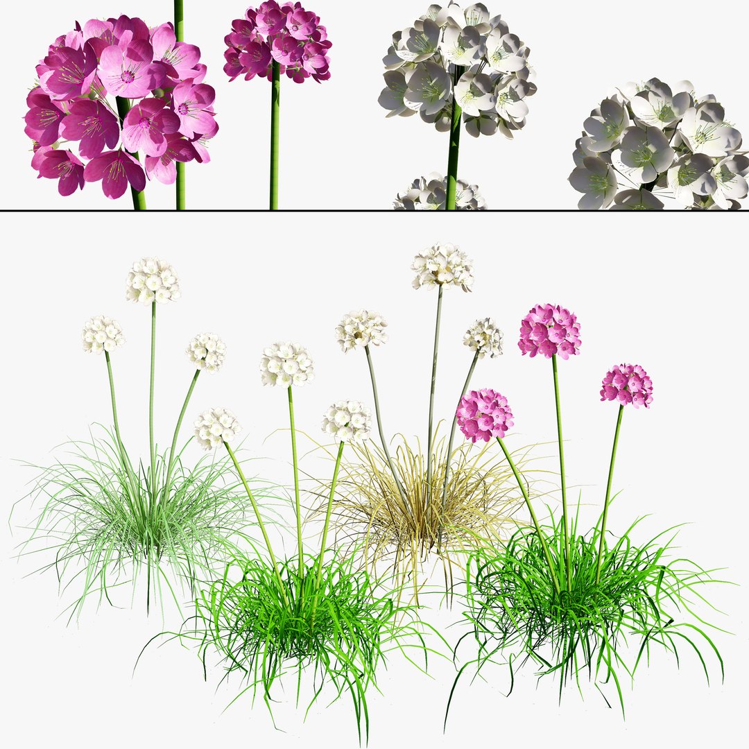 3D Model White Thrift Flowers 3d Pack - TurboSquid 2179196