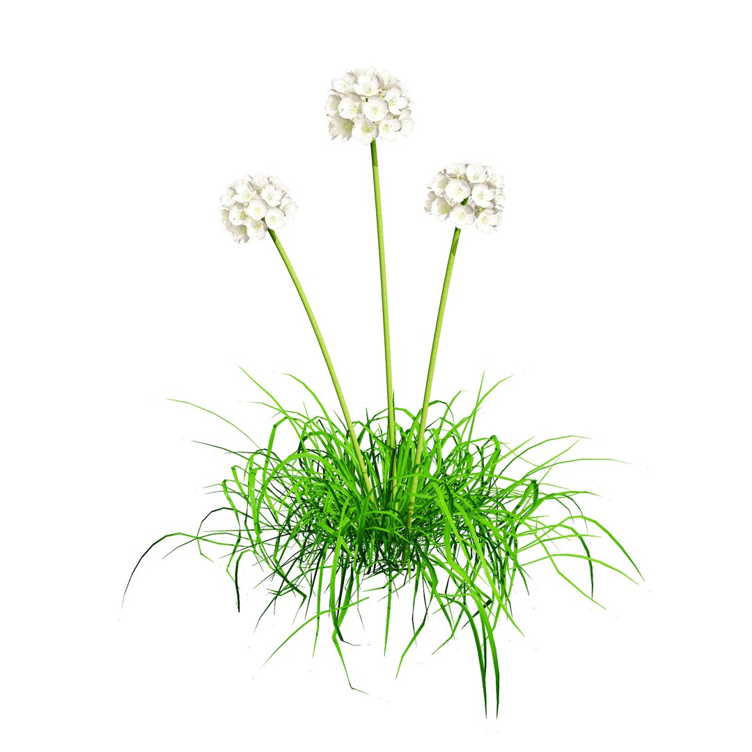 3D Model White Thrift Flowers 3d Pack - TurboSquid 2179196