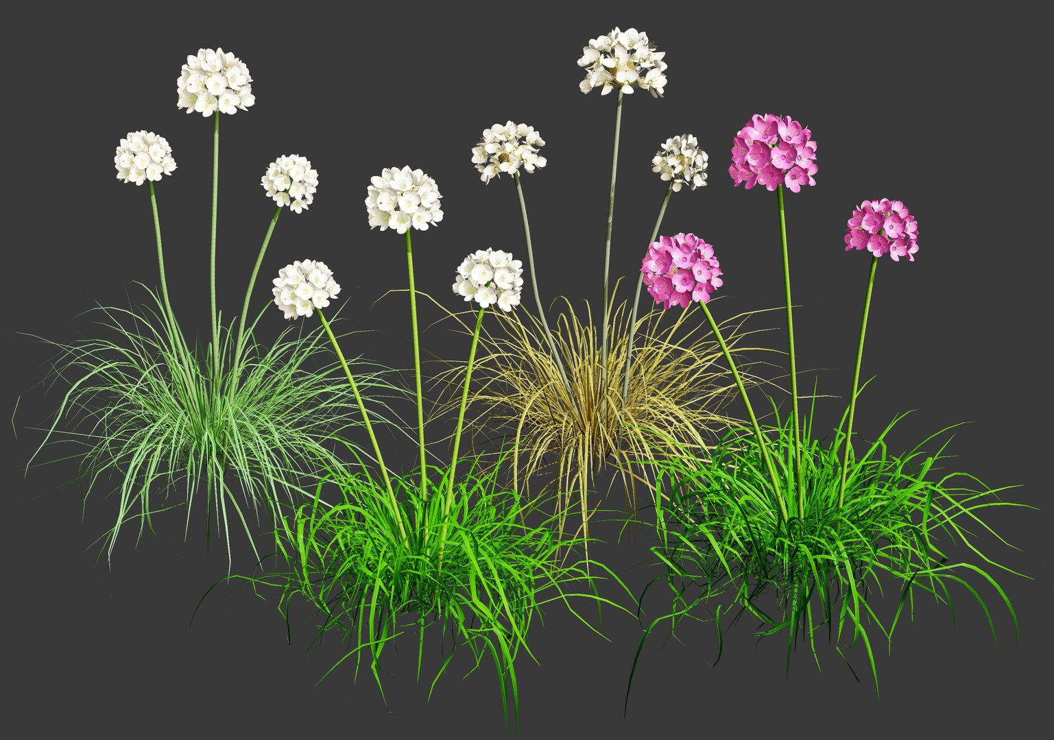 3D Model White Thrift Flowers 3d Pack - TurboSquid 2179196