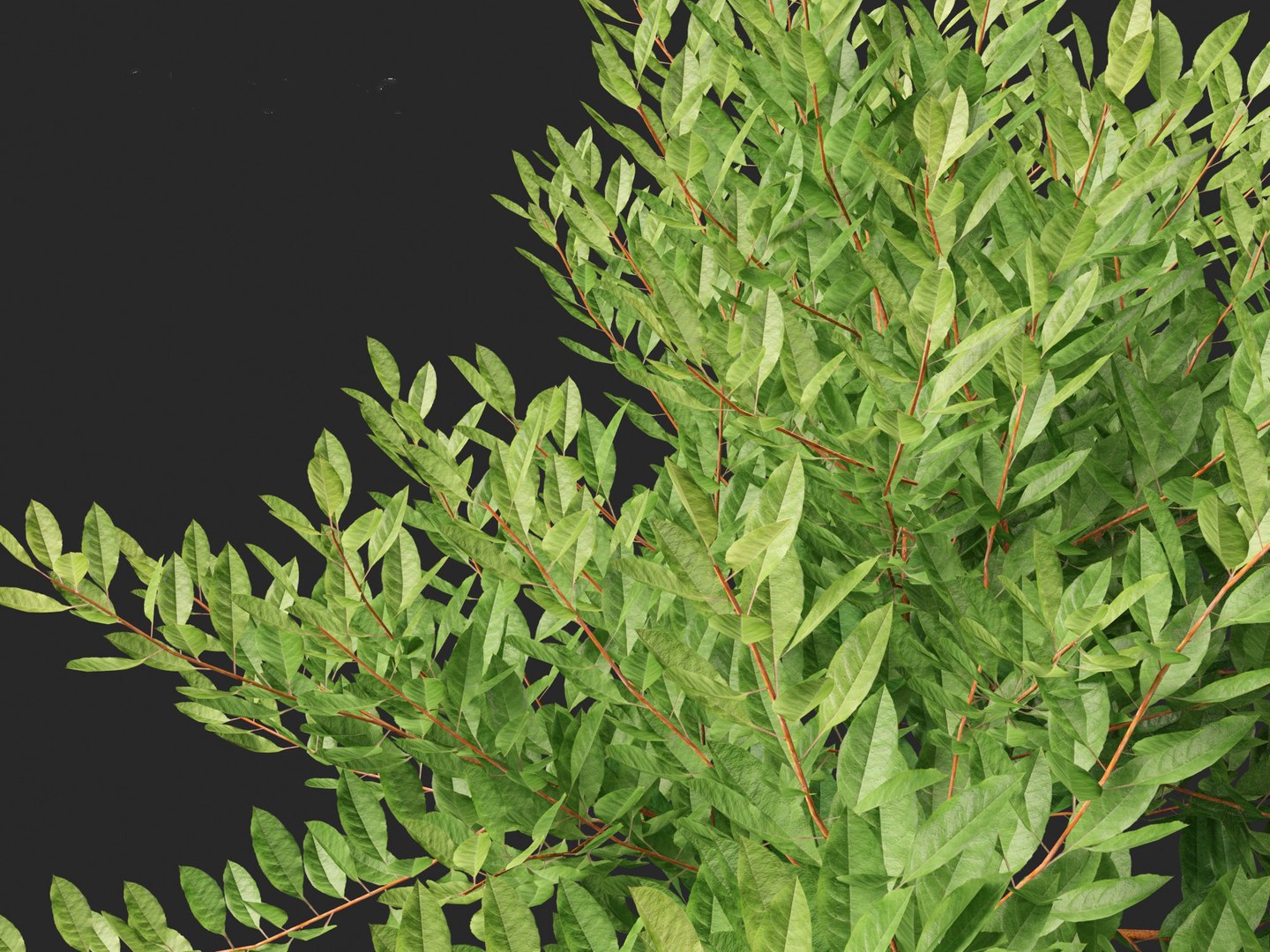 Prunus pumila Besseyi - Western Sand Cherry 3D - TurboSquid 2155353