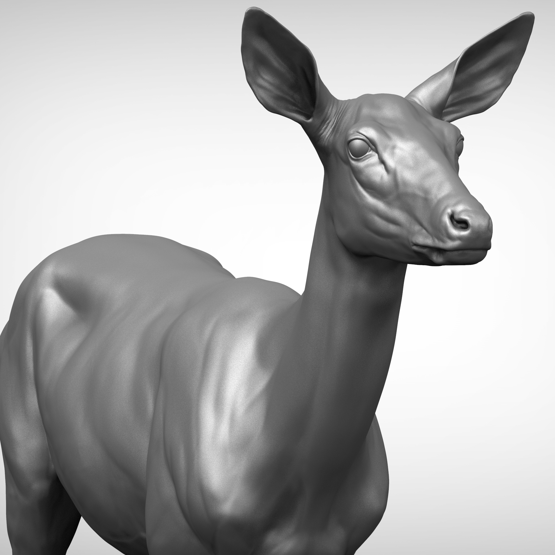 Deer Doe 3D model - TurboSquid 1770763