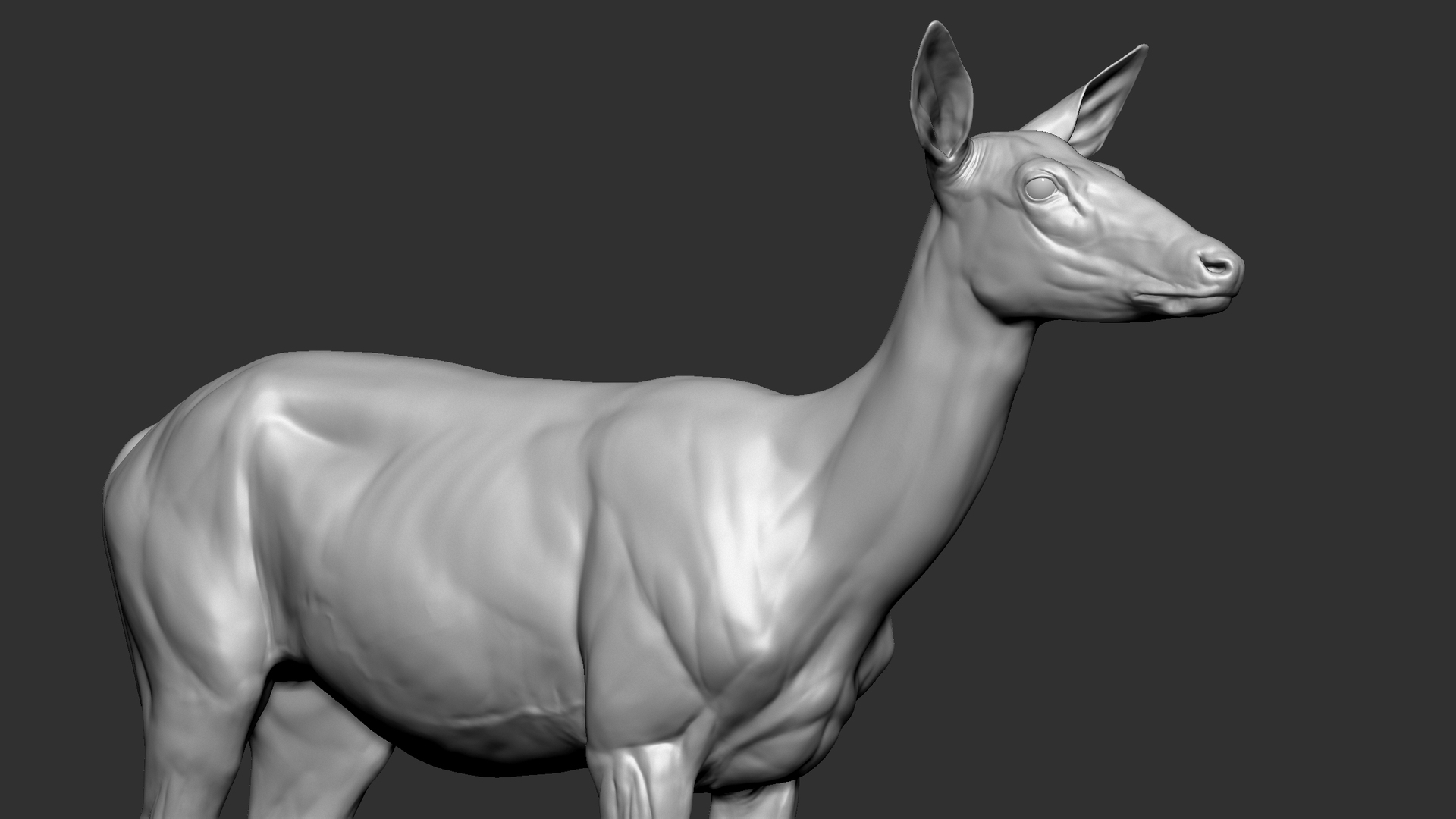 Deer Doe 3D model - TurboSquid 1770763
